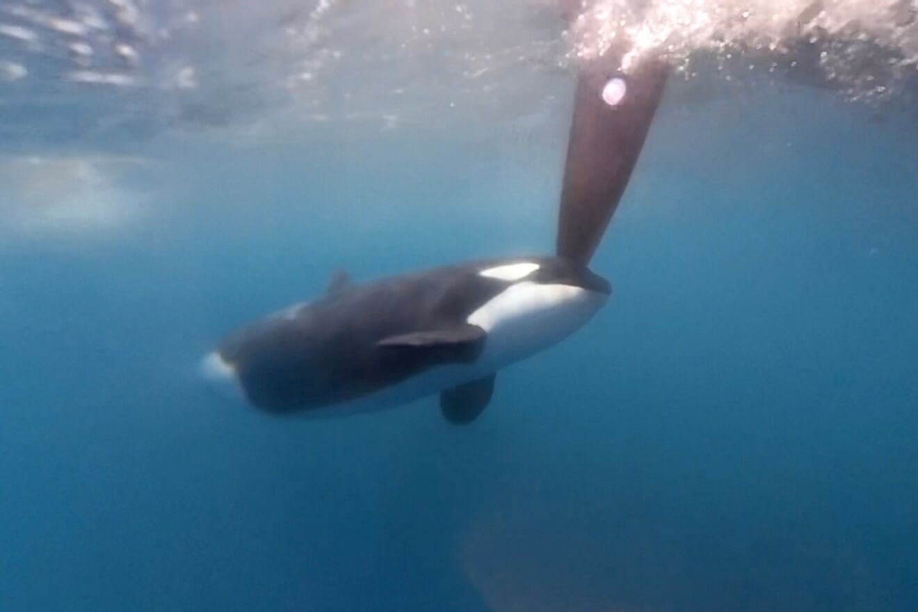 Orca whales attack The Ocean Race fleet: It was terrifying | Marca