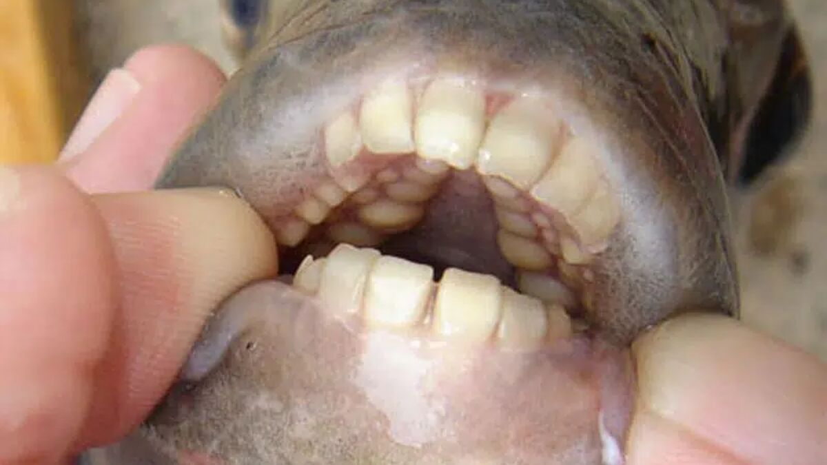 The fish with teeth of a human: The sheepshead bream | Marca