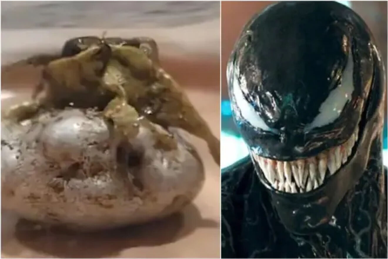 The strange 'creature' that appeared after a 'meteorite fell in Panama ...