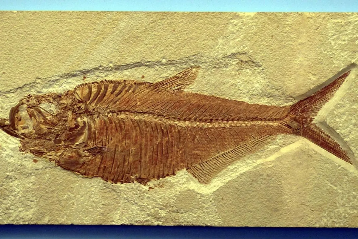 Surprise as 15-million-year-old fish fossils found in Australia with ...