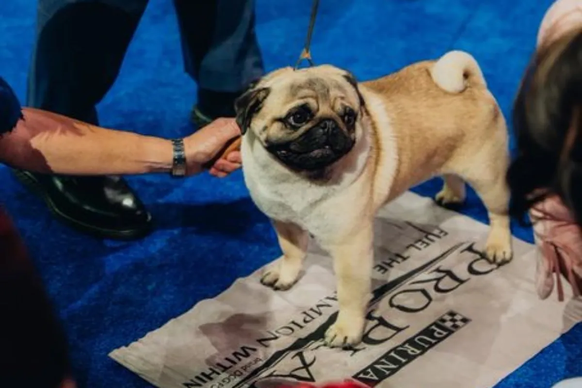 Vito is the first pug in history that wins the National Dog Show 2024 ...