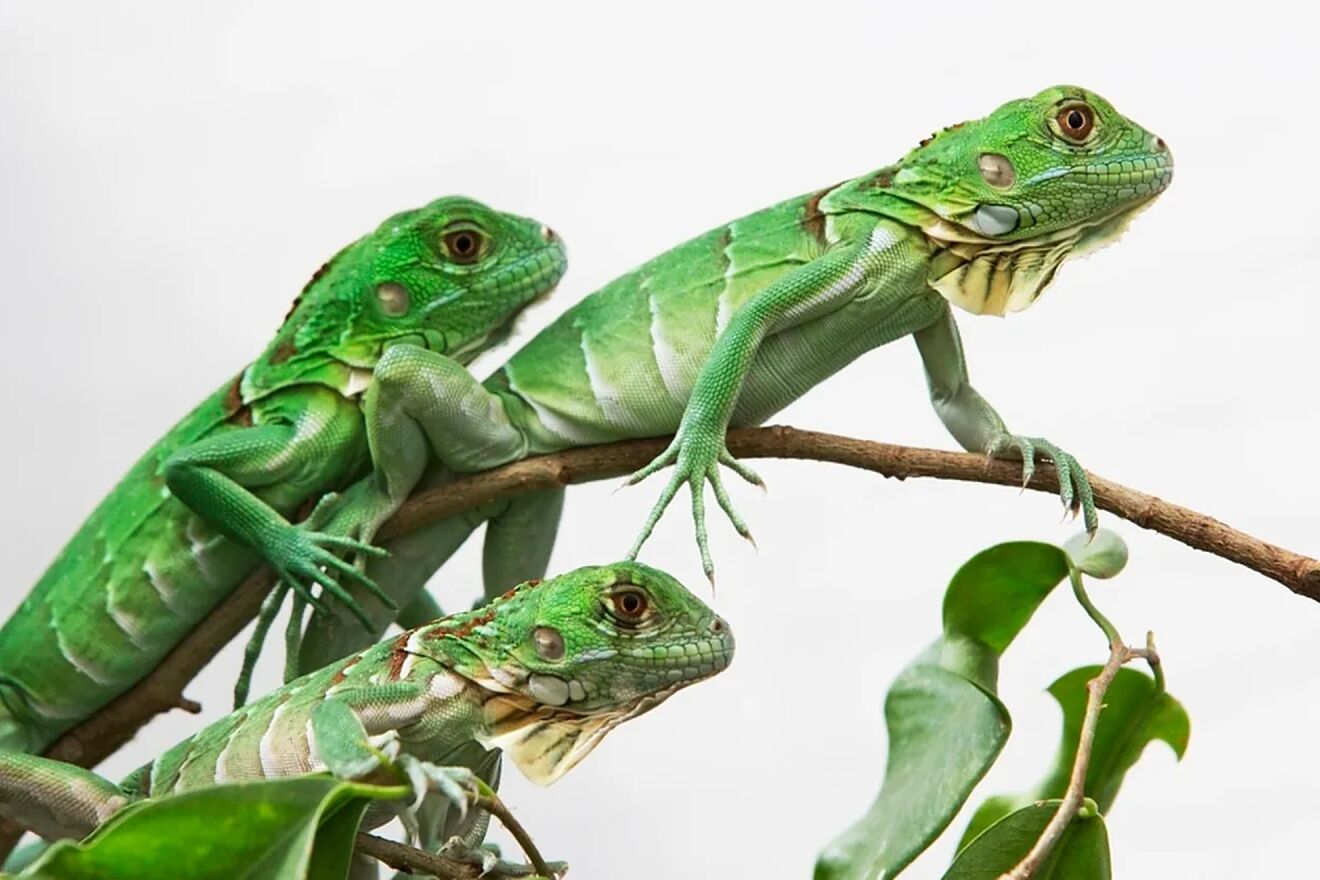 Alert in Florida due to the incredible 'rain' of iguanas: why are they ...