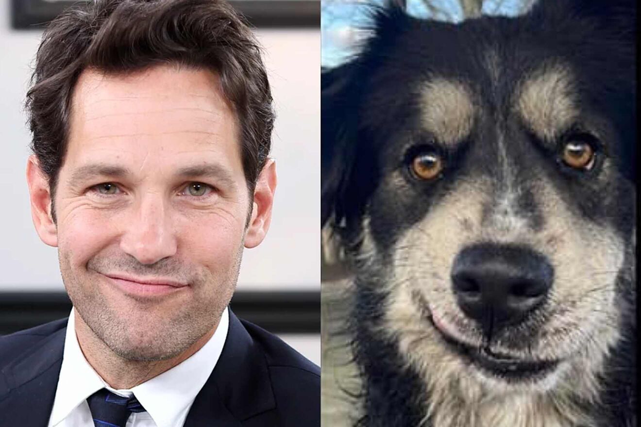 Paul Rudd's viral canine doppelgänger, Pawl Ruff, finds forever home ...