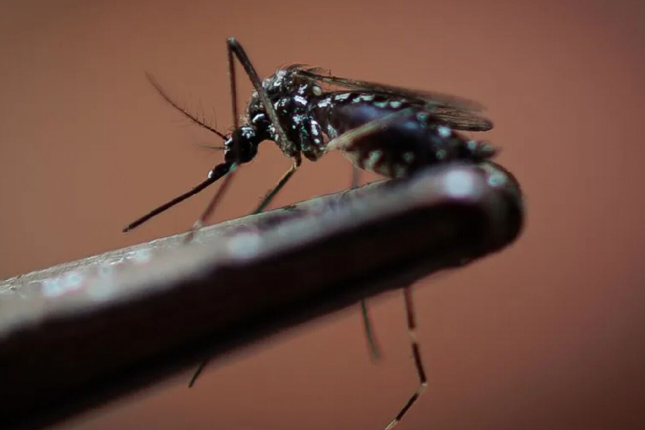 The surprising mosquito factory in Brazil that could save multiple ...
