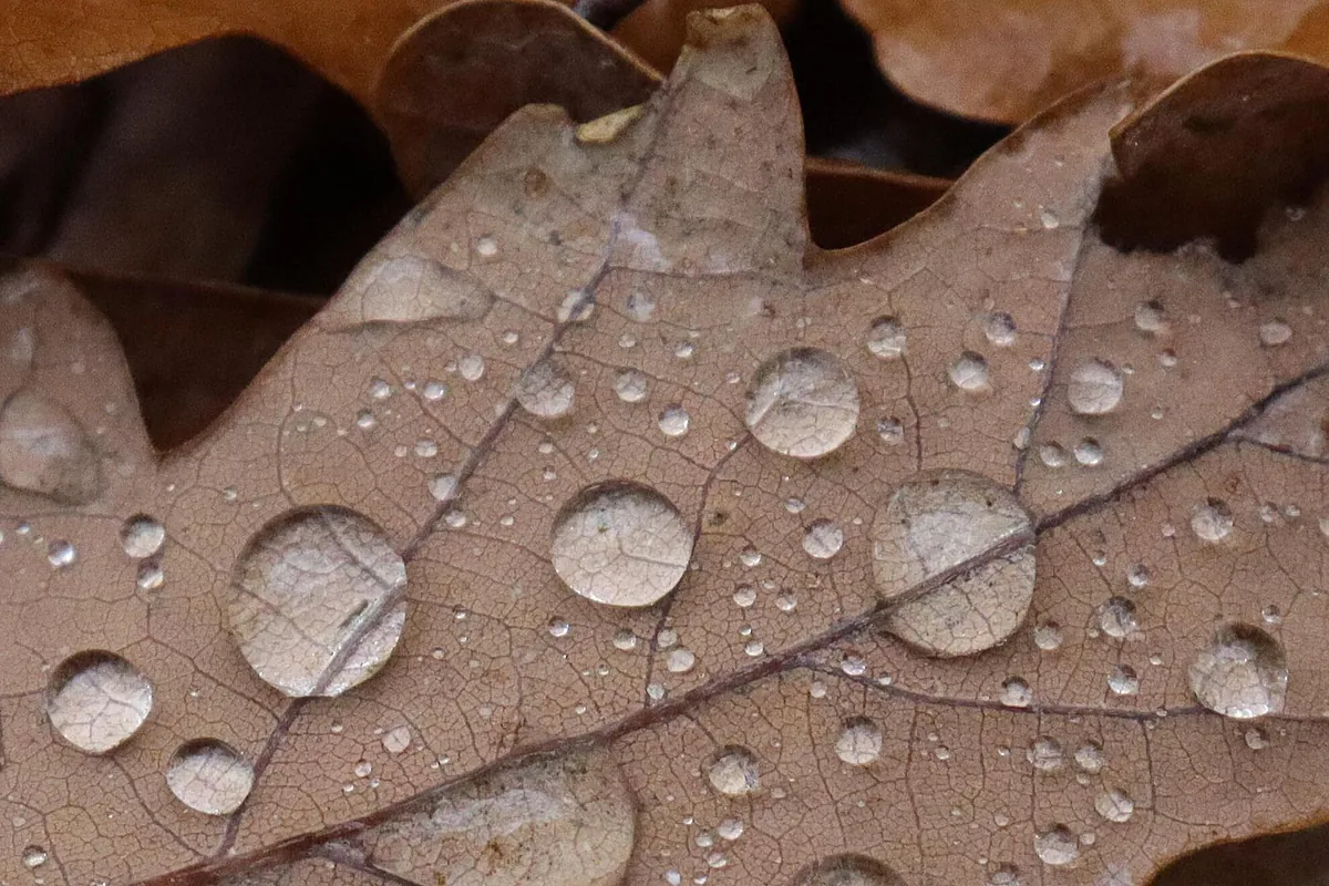 What does it mean for your mood when it rains every day, according to a ...
