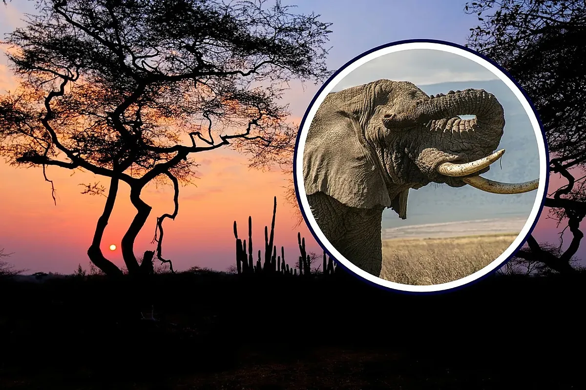 Elephant kills 22 people after brutal stampede | Marca