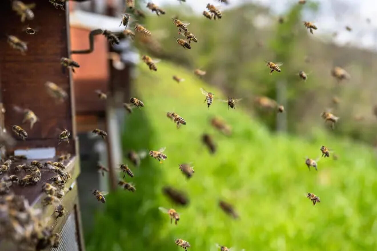 Maximum concern in the United States over mass bee deaths: scientists ...