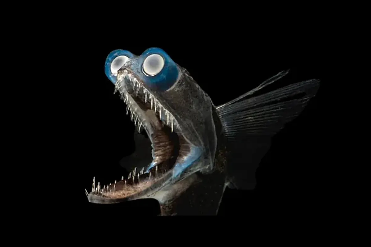 A telescope fish is found at the bottom of the sea: the predator that ...