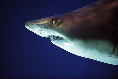 mexican shark attacks