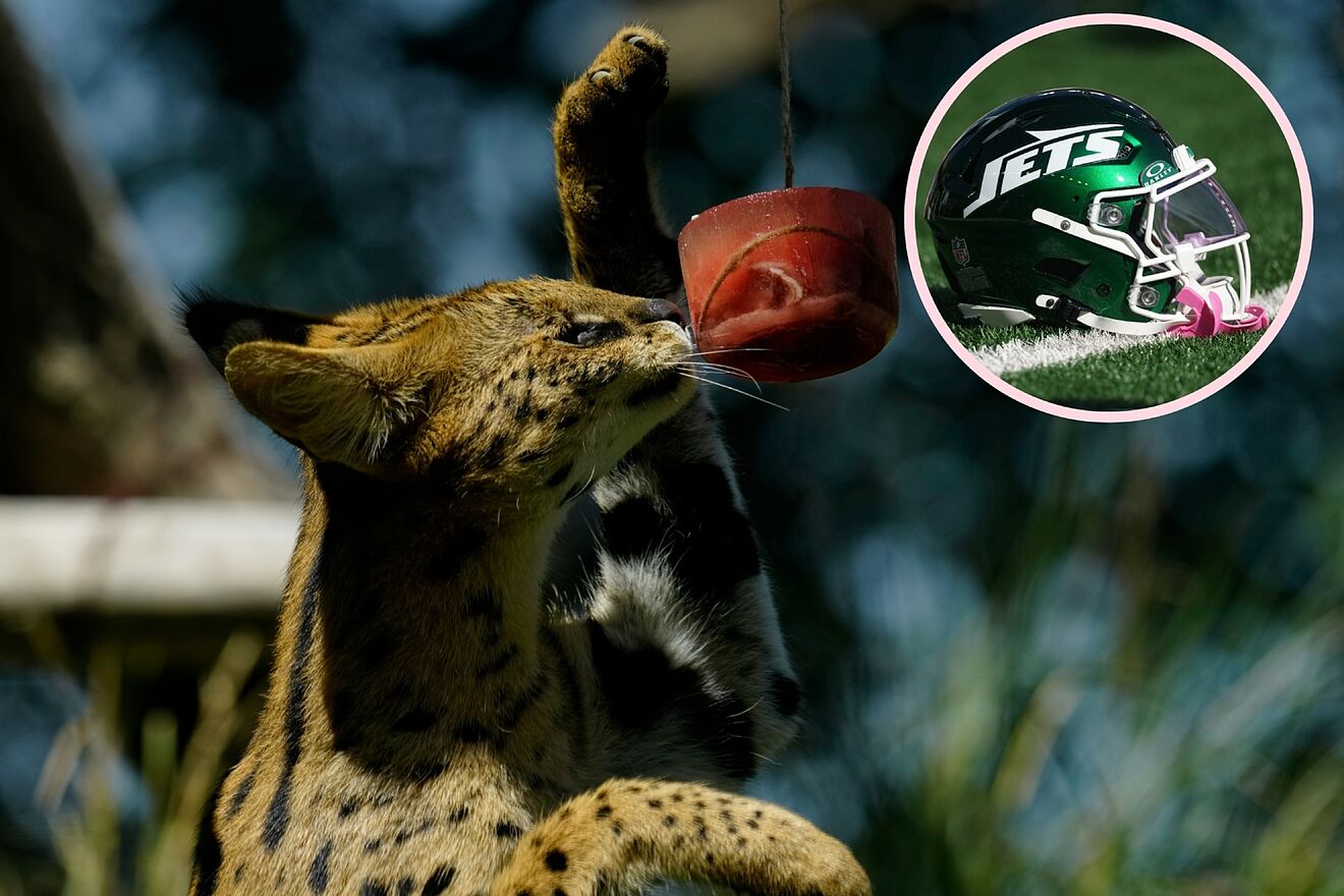 Exotic pets of former NY Jets player terrorize Baltimore neighborhood ...