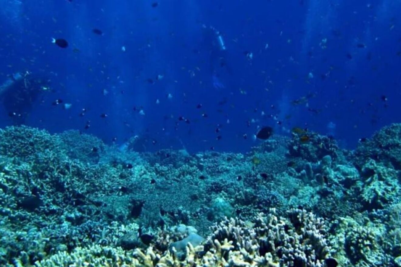 The wind stopped blowing in the Gulf of Panama and what happened ...