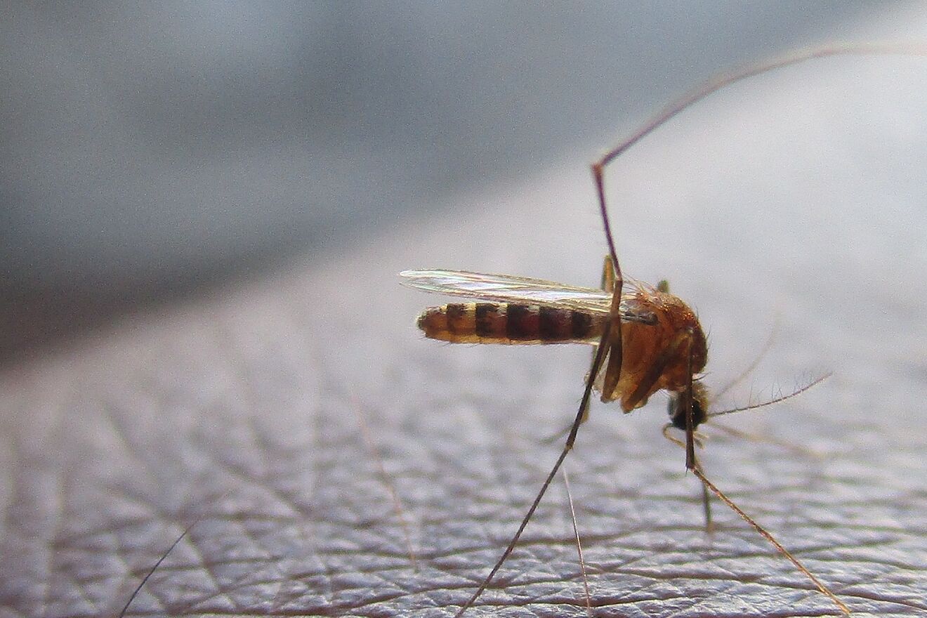 Qué es y cómo evitar el virus del Nilo, la zoonosis que preocupa a los ...