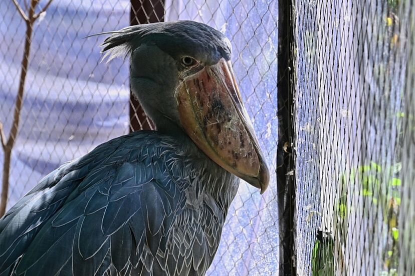Shoebill bird lands on Ugandan tourist boat, startling passengers ...