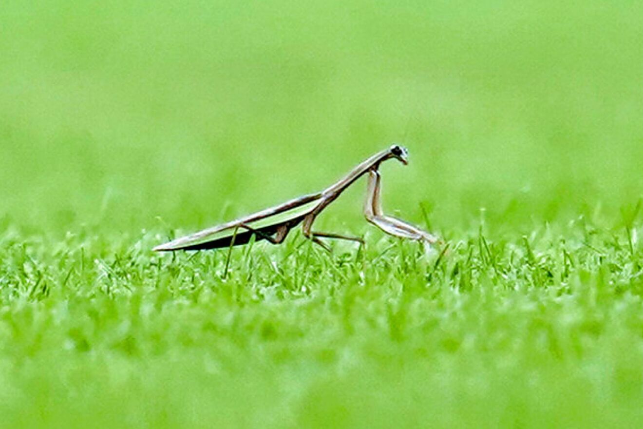 Nature uncovers a shocking secret when a praying mantis is placed ...