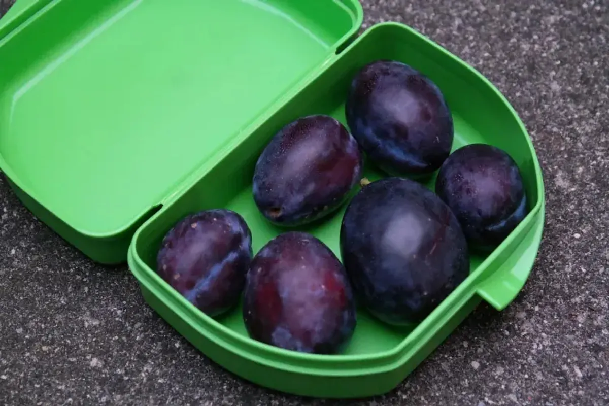 The risk of plastic containers: everything you need to know to avoid ...