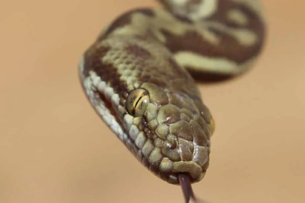 The snake on the plane: Disney star's heroic action ends with a free ...