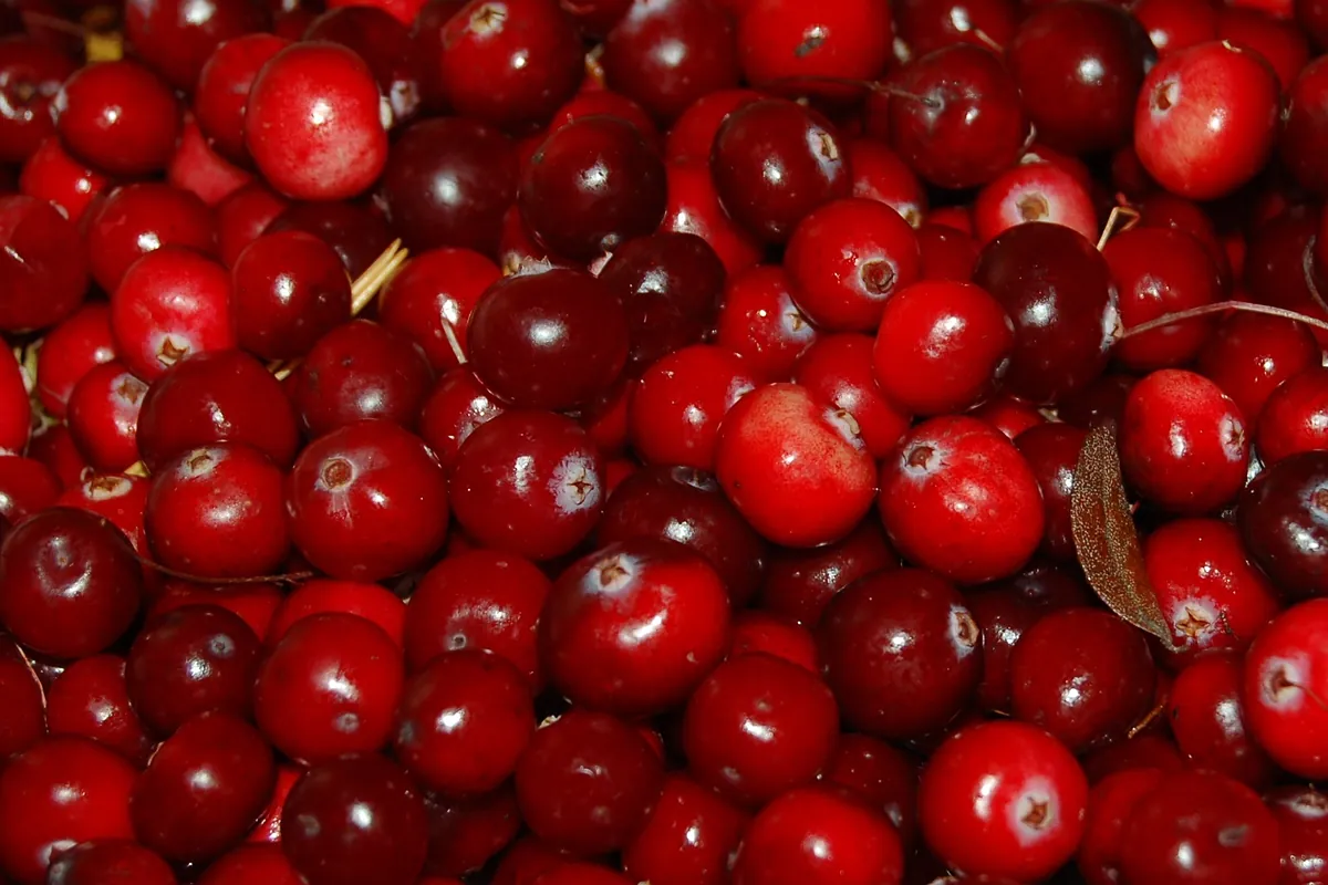 Beneficios del arándano rojo americano: cómo y por qué tomarlos | Marca