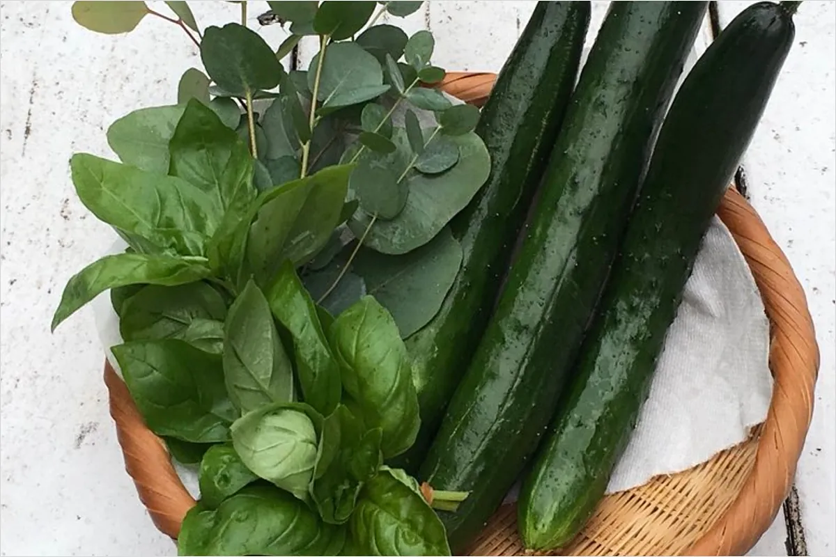 What you need to know about the cucumber recall at Walmart and Costco ...